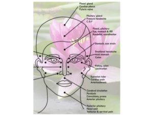 Introduction to Marma Point Therapy (HS-012) – Sacred Stone School